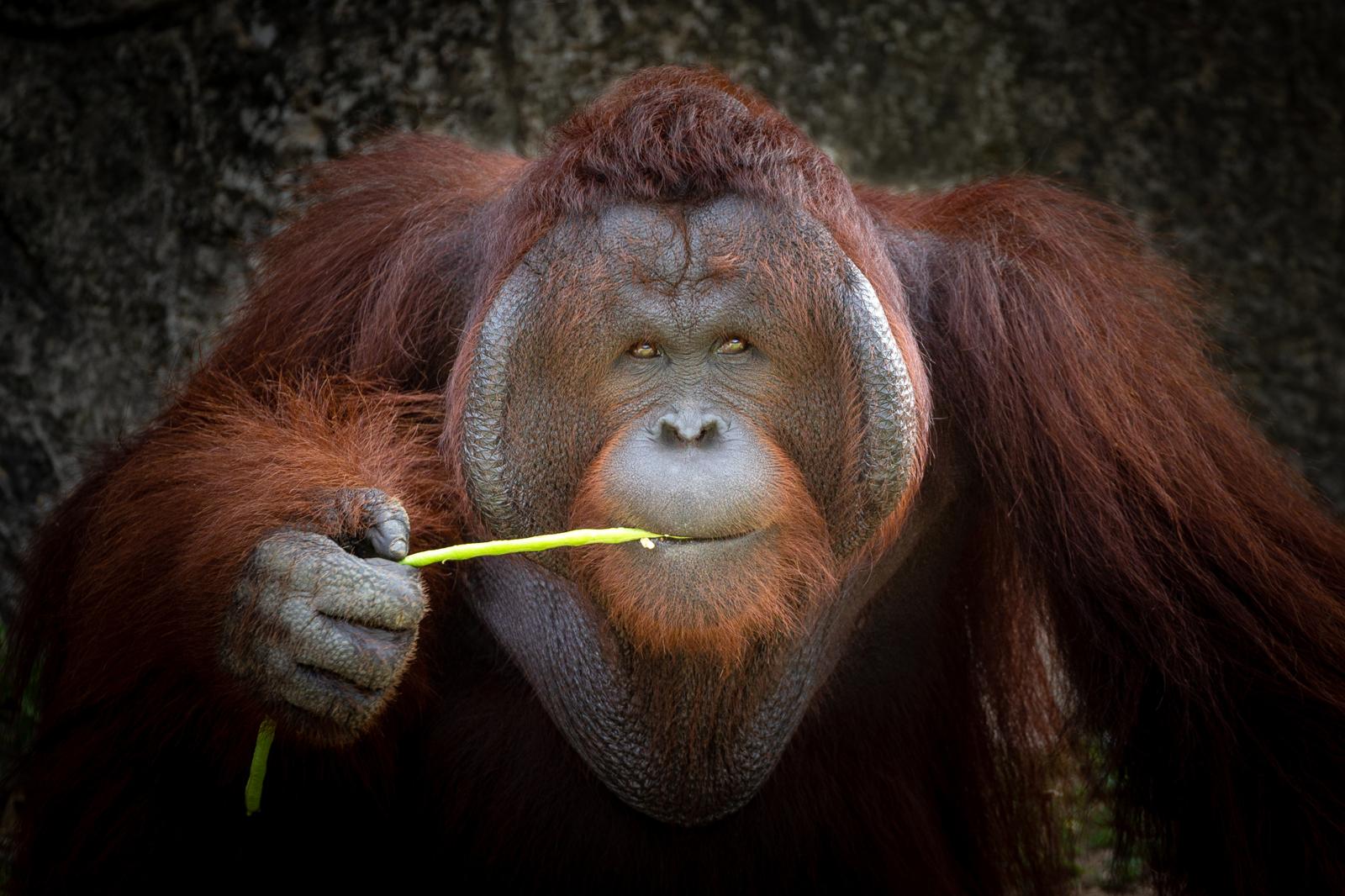 Descubrimiento asombroso: ¡Monos identifican a sus amigos después de 26 ...